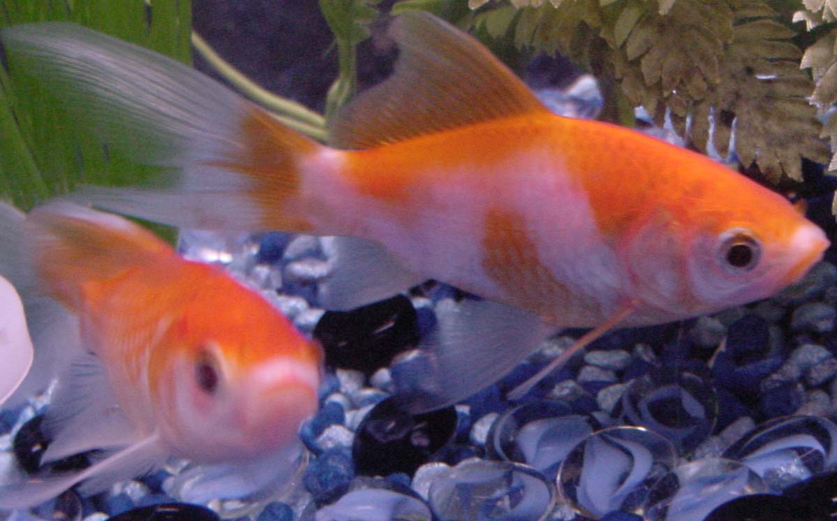 BEAUTIFUL NATURE SCENERY: GOLDFISH